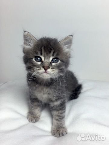 Отдам котенка Джек 1 месяц мальчик