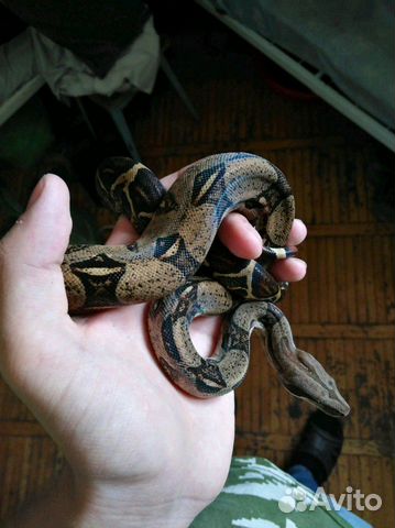 Императорский удав