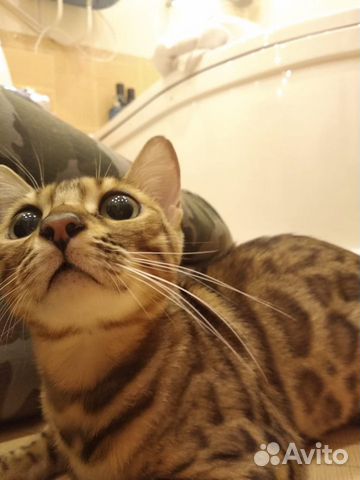 Бенгальская кошка 2 года