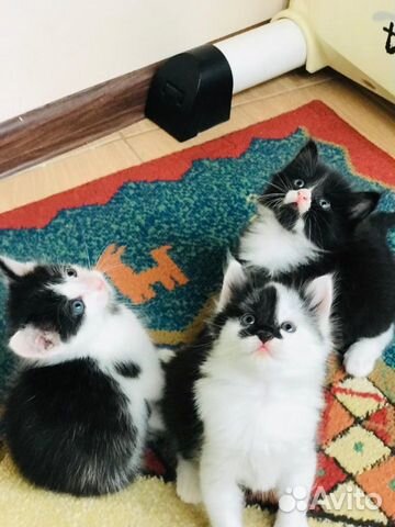 Котята