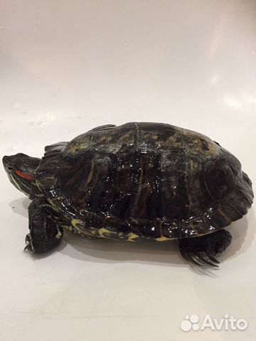 Красноухая пресноводная черепаха