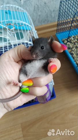 Крысята Дамбо