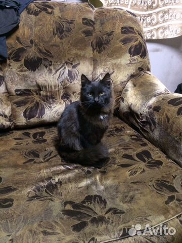 Найден кот