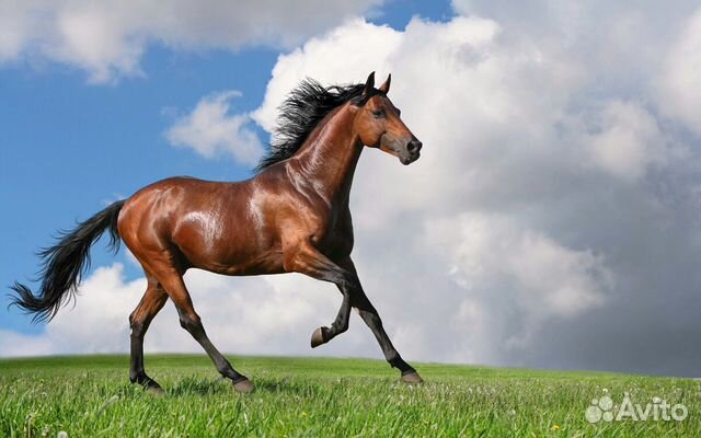Продам лошадей