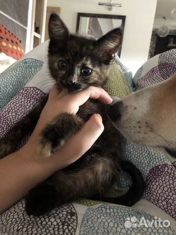 Котёнок ищет дом. Малышка ждёт своих любимых людей