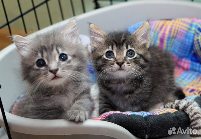 Два шикарных малыша в дар