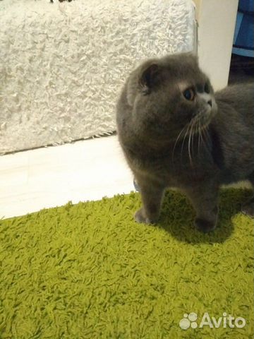 Шотландский вислоухий британец