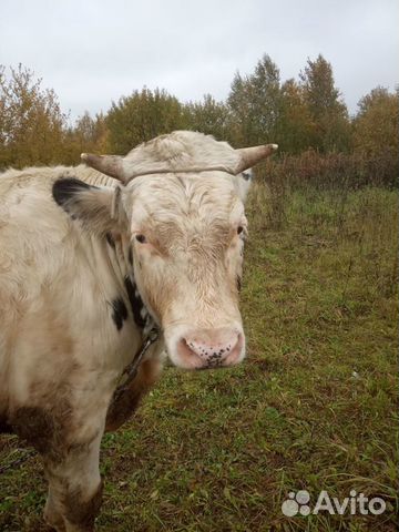 Продам бычков