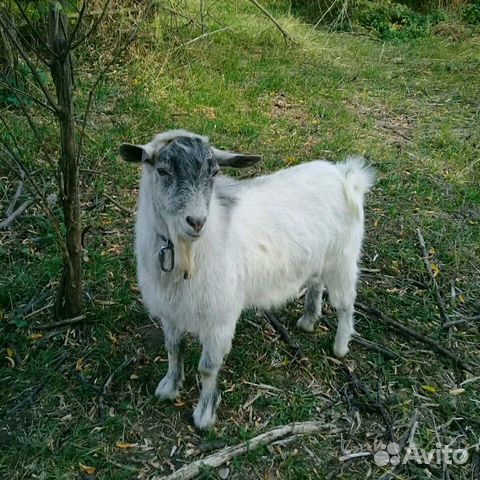 Козёл на племя