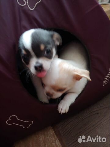 Чудо чишки мальчишки