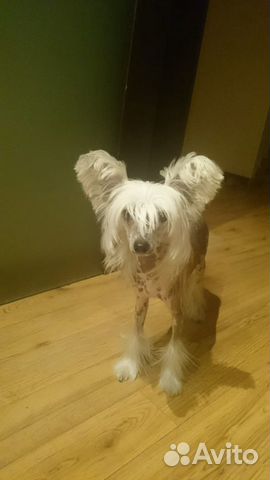 Отдам в хорошие руки