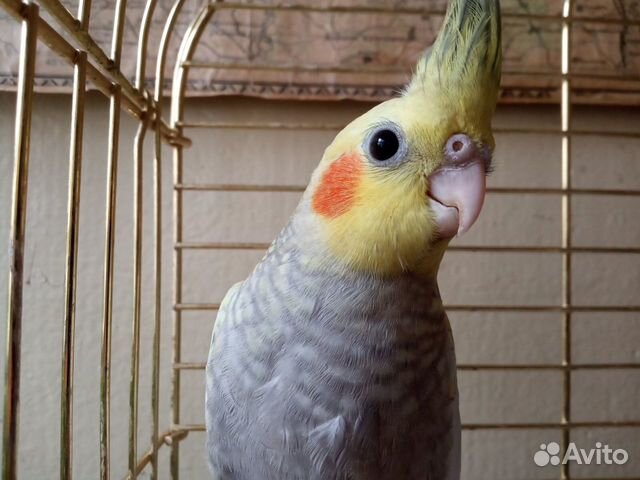 Птенец попугая Корелла