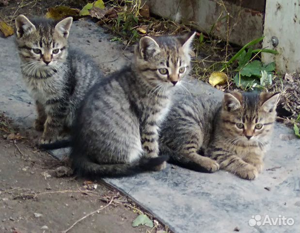 Кисоньки мурысоньки