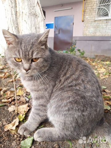 Отдадаи Шотландского кота