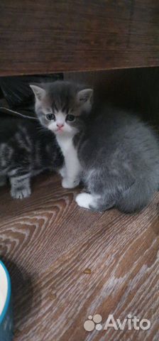 Котята экзоты