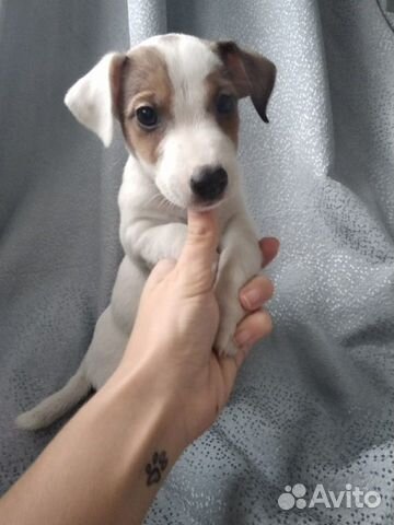 Щенок мальчик