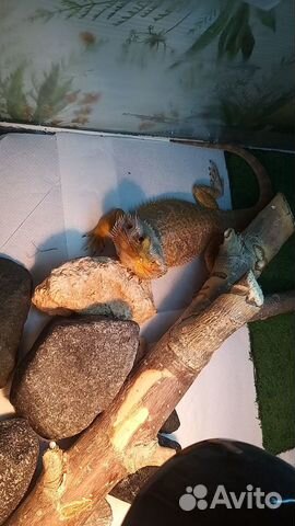 Агама бородатая