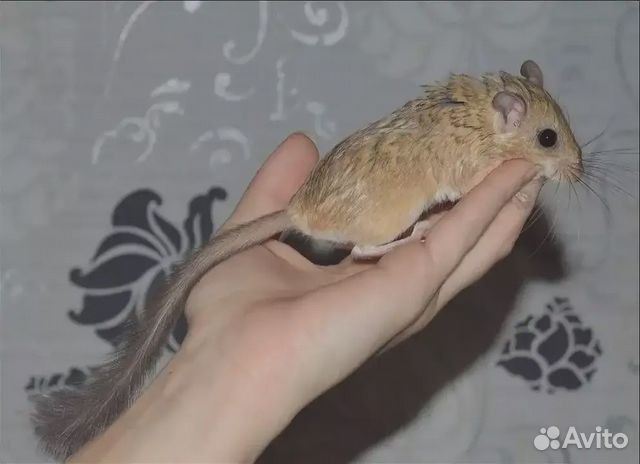 Пушистохвостые песчанки