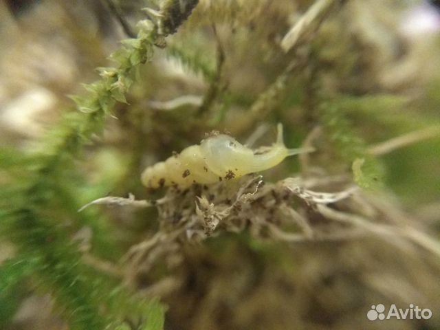 Субулина октона (subulina octona)