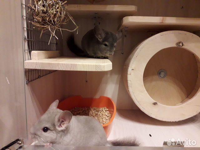 2 мальчика шиншиллы + витрина + все принадлежности