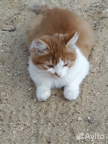 Отдам в добрые руки кошку 4-6 мес