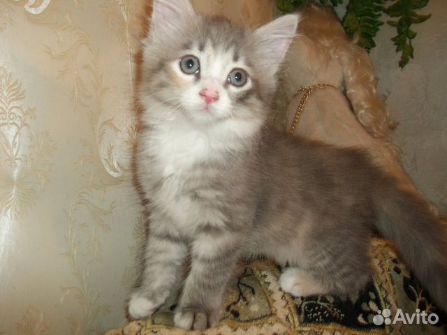 Три котенка ждут хозяина