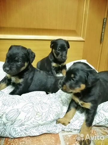 Предлагаю щенков ягдтерьера