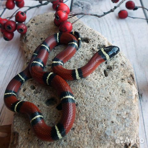 Молочная змея