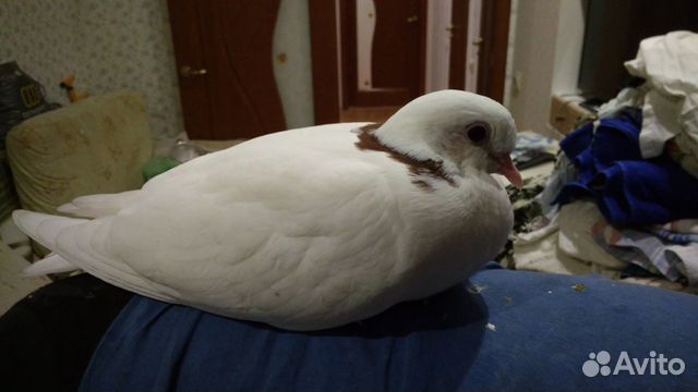 Голубь белый домашний