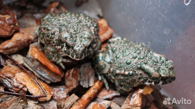 Зеленые жабки