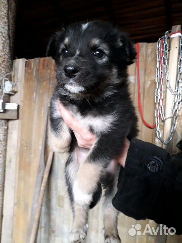 Щенки бутузы