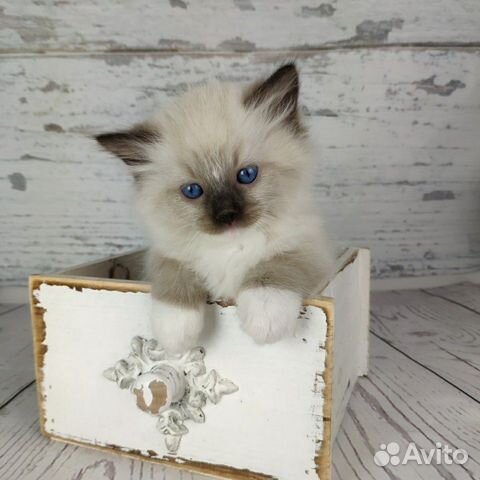 Каспер рэгдолл мальчик 2 месяца