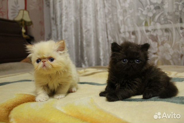 Персидские котята