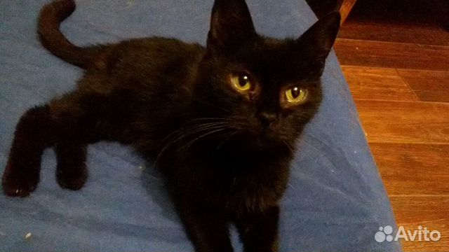 Кошечка на улице залезла в сумку