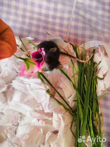 Мышата с клеткой