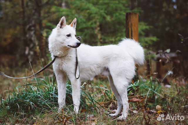 Западно-Сибирская лайка ищет дом