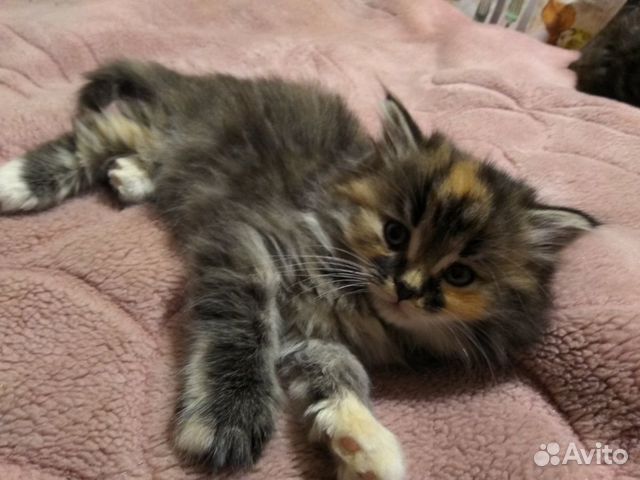 Милые котята ищут свой дом