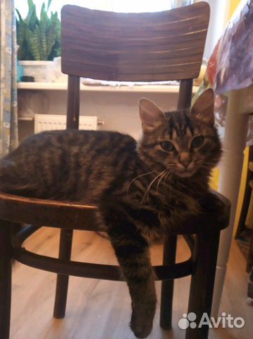 Котенок 5 мес, девочка