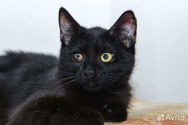 Блэк Пиратик 4.5- 5 мес