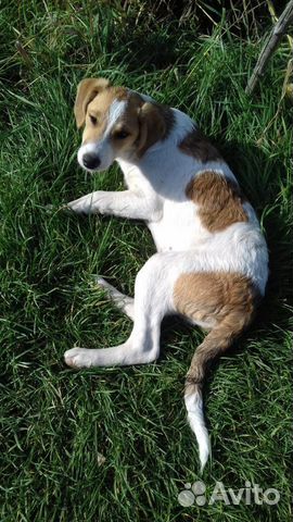 Щенки Солнечнодольск возможна доставка