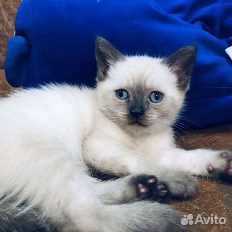 Котёнок