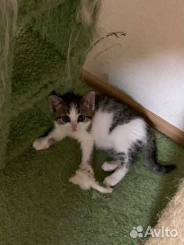 Котёнок Муся 2 месяца в добрые руки