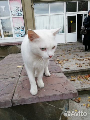 Скай, гиперласковый подросток