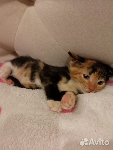 Котенок девочка Полли 2 мес в добрые руки