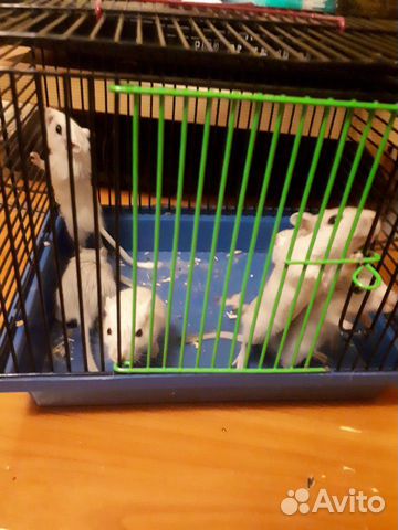 Продаются песчанки ручные