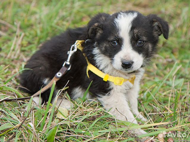 Симпатичный щеночек в дар