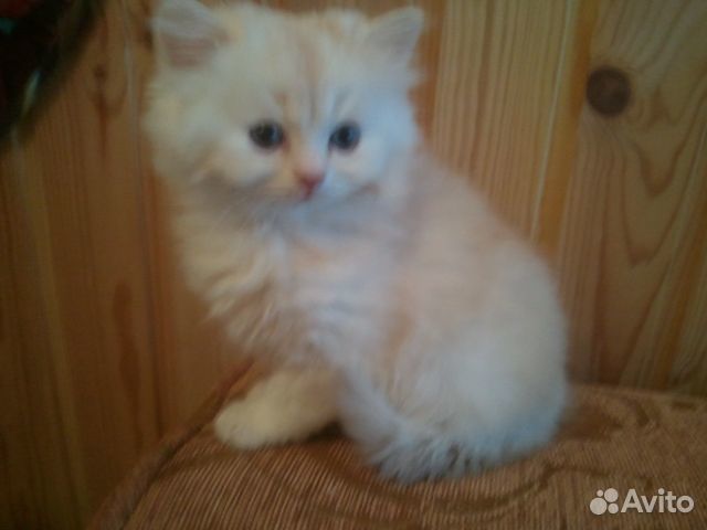 Золотистый, солнечный мальчик, 2 месяца
