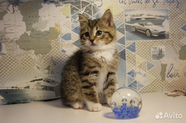 Красавец-мальчик 2 месяца в дар