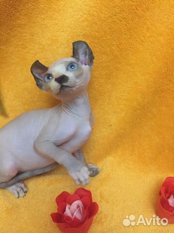 Питомник. Эльфочка