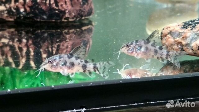 Сом коридорас крапчатый
